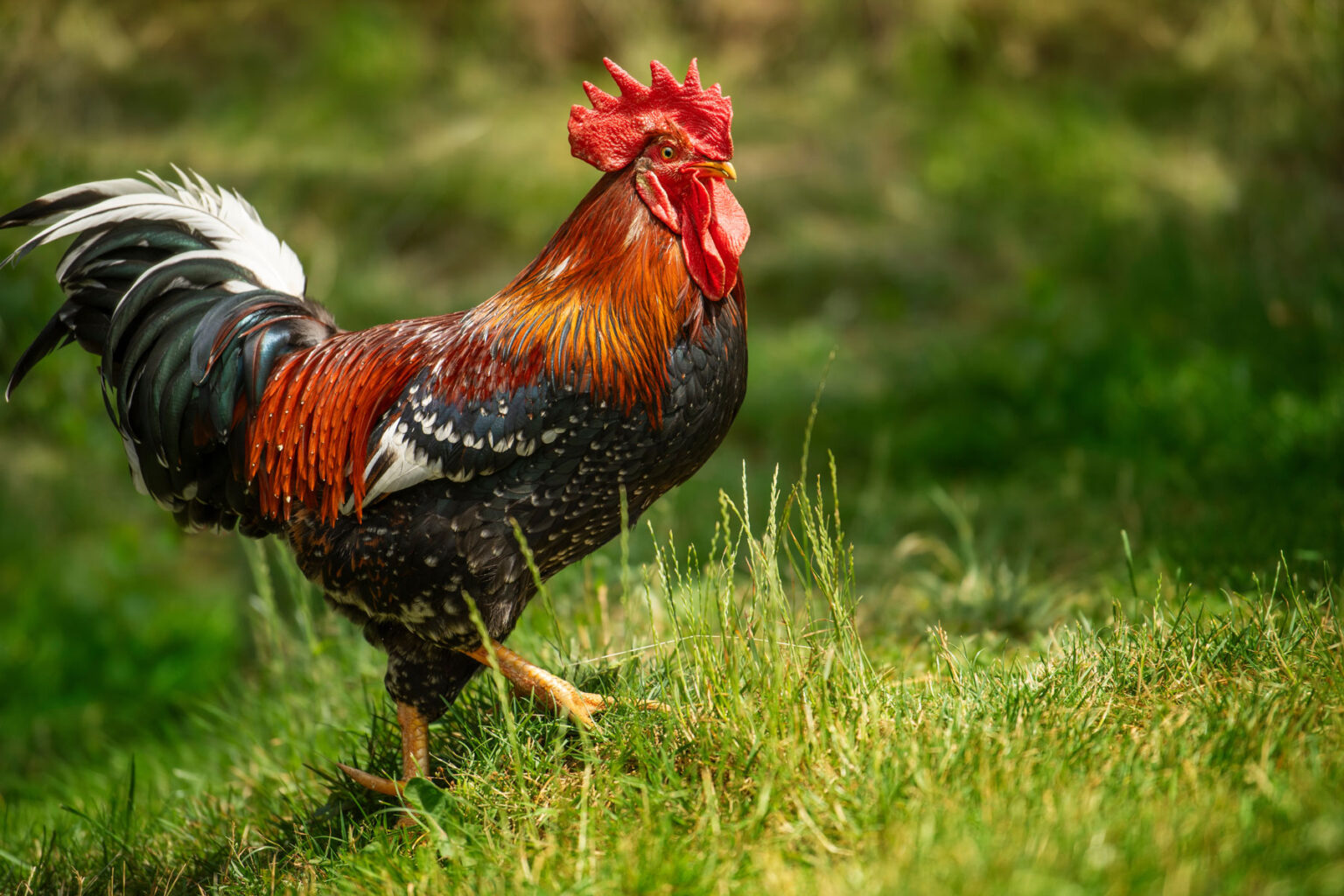 Chicken Beak Injury & Other Health Questions Answered - Backyard Poultry